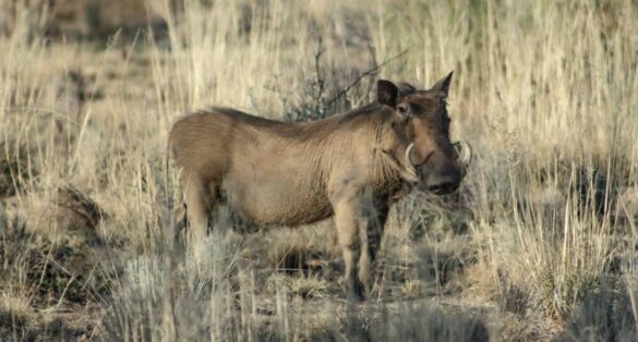 Kololo Game Reserve: op safari in Zuid-Afrika